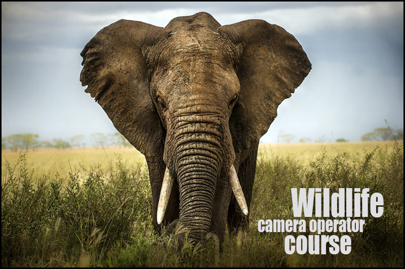 Wildlife Camera Operator Course – HD Warrior